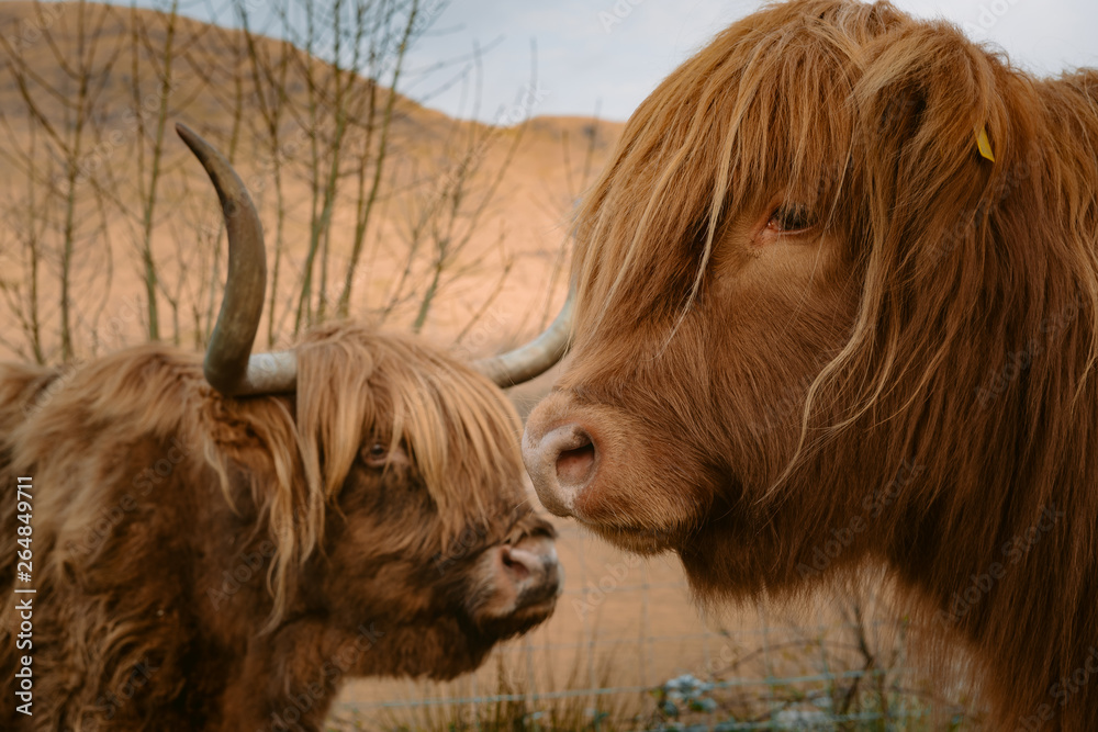 Low shot of Scottish highland cow laying down and eating. An highland ...