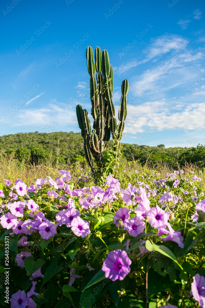 Flowers, cactus and mountain in the background - typical Sertao ...