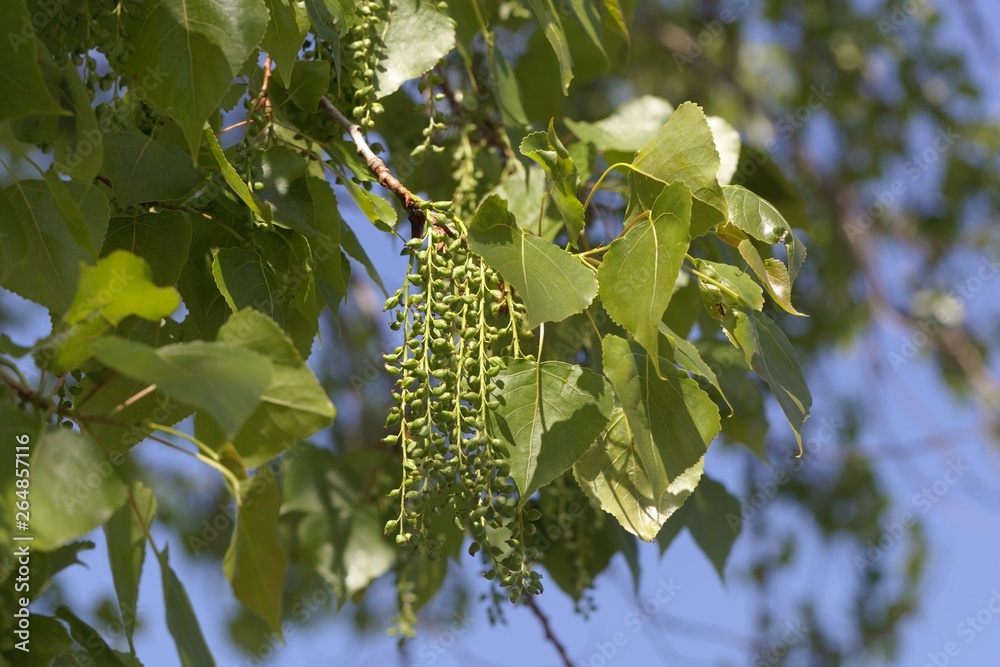 Leaves and fruits of a Canadian poplar (Populus x canadensis) Stock ...