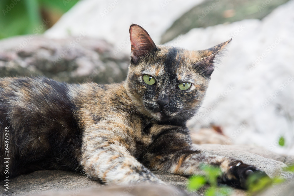 Torti Colored Cats