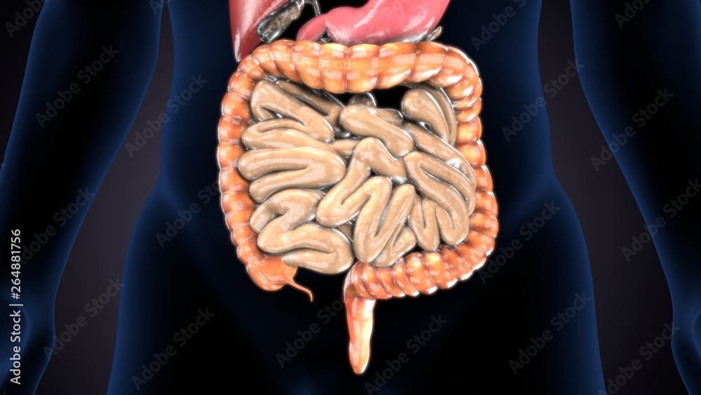 Human digestive system anatomy with highlighted large intestine, 3D ...