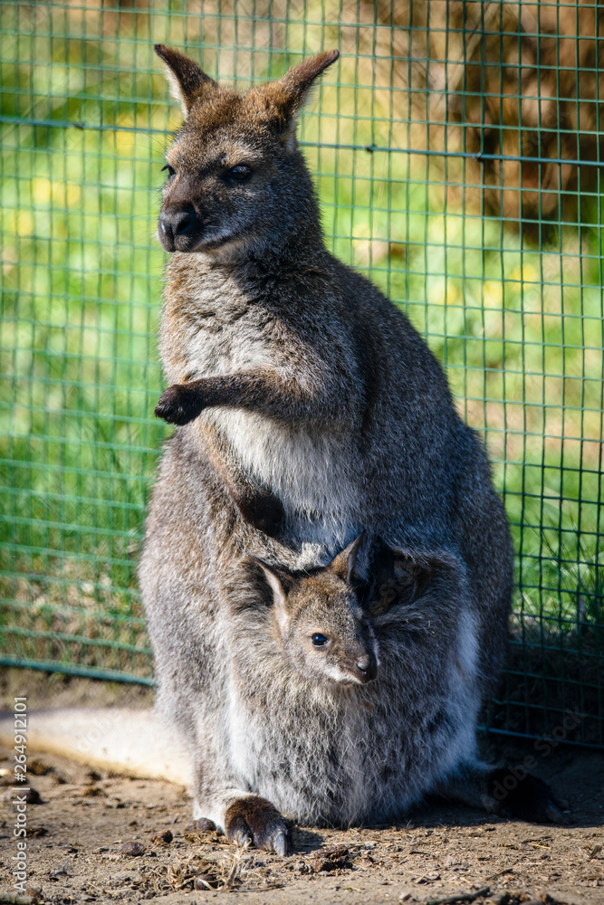 Baby kangaroo (joey) in its mother's pouch. ZOO in Pilsen, Czech ...