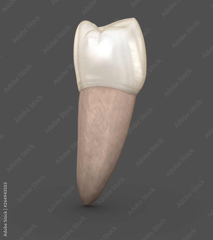 Dental anatomy - Mandibular Second premolar tooth. Medically accurate ...