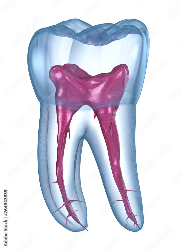 Dental root anatomy - First maxillary molar tooth. Medically accurate ...
