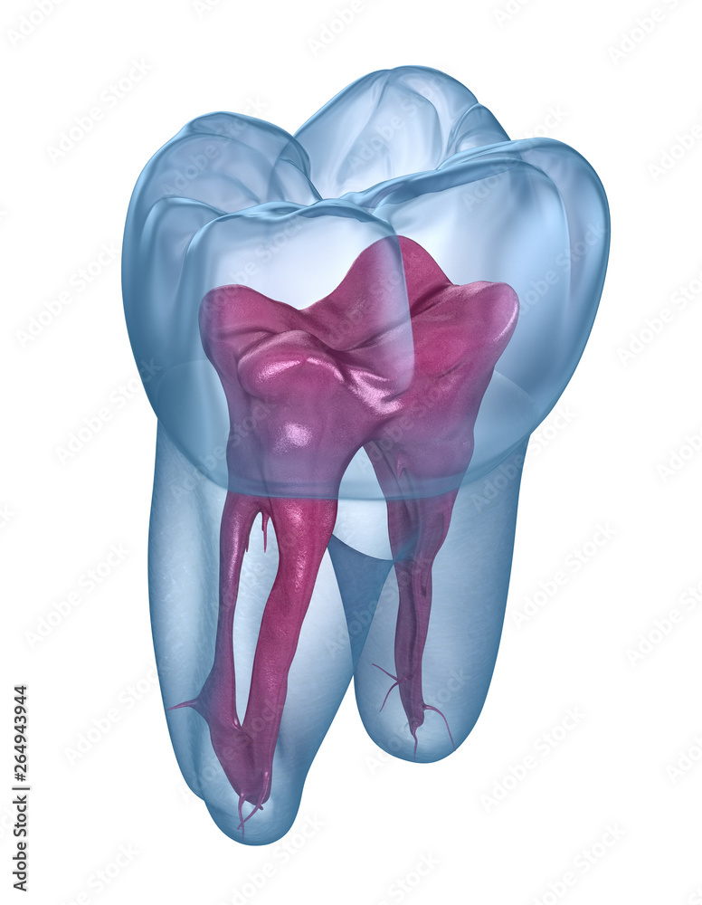 Dental root anatomy - First maxillary molar tooth. Medically accurate ...