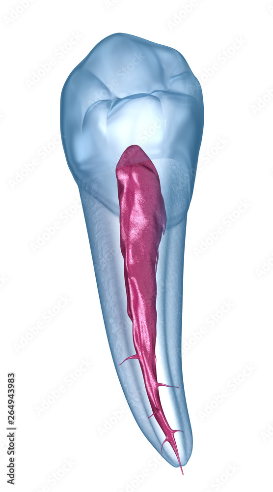 Dental anatomy - Mandibular Second premolar tooth. Medically accurate ...