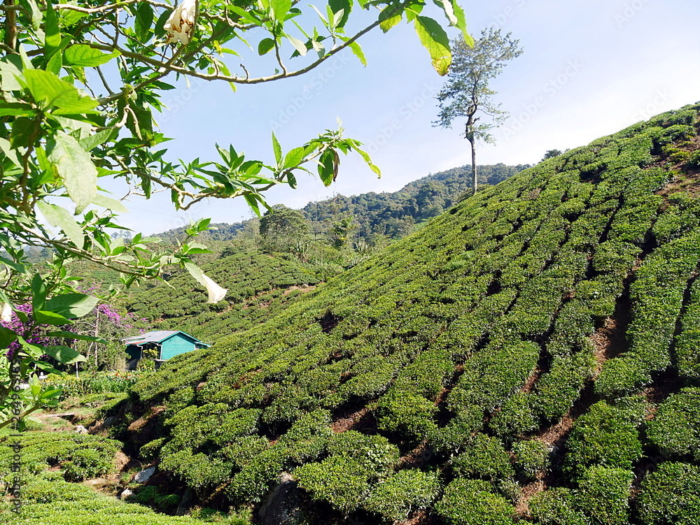 A drive through the tea plantations in the Cameron Highlands of ...