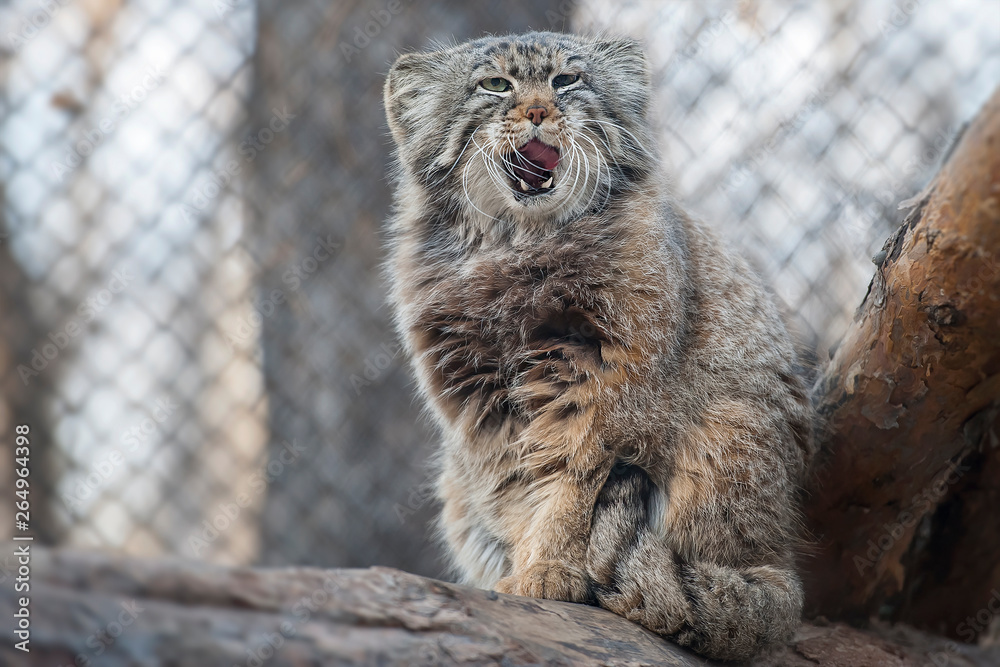 Pallas's cat (Otocolobus manul). Manul is living in the grasslands and ...