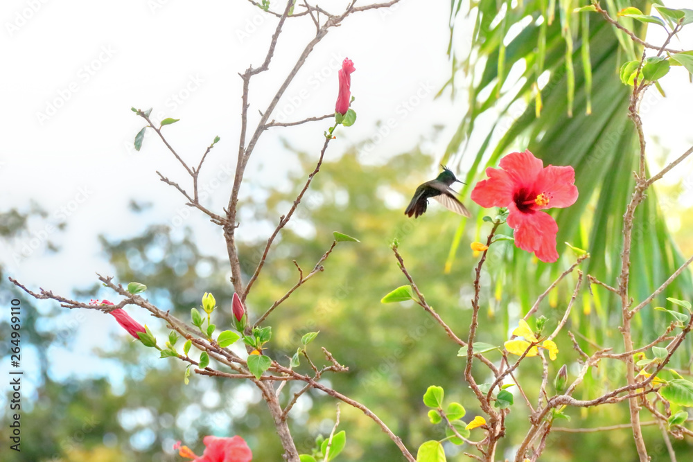 Colibri qui butine un ibiscus en Guadeloupe Stock Photo | Adobe Stock