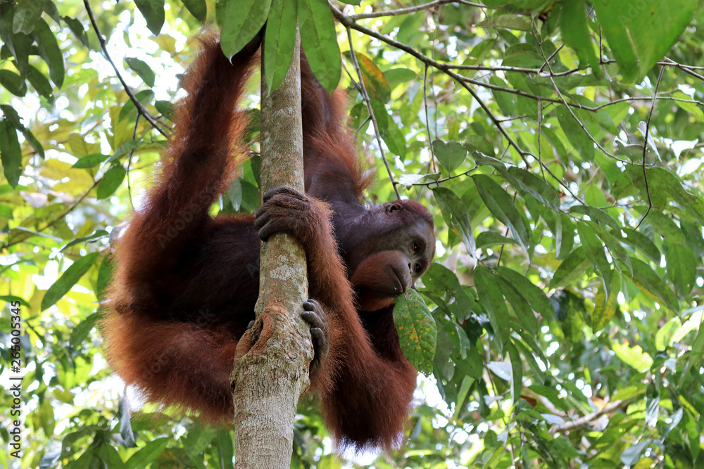 Borneo-Orang-Utan (Pongo pygmaeus) - Semenggoh Borneo Malaysia Asia ...