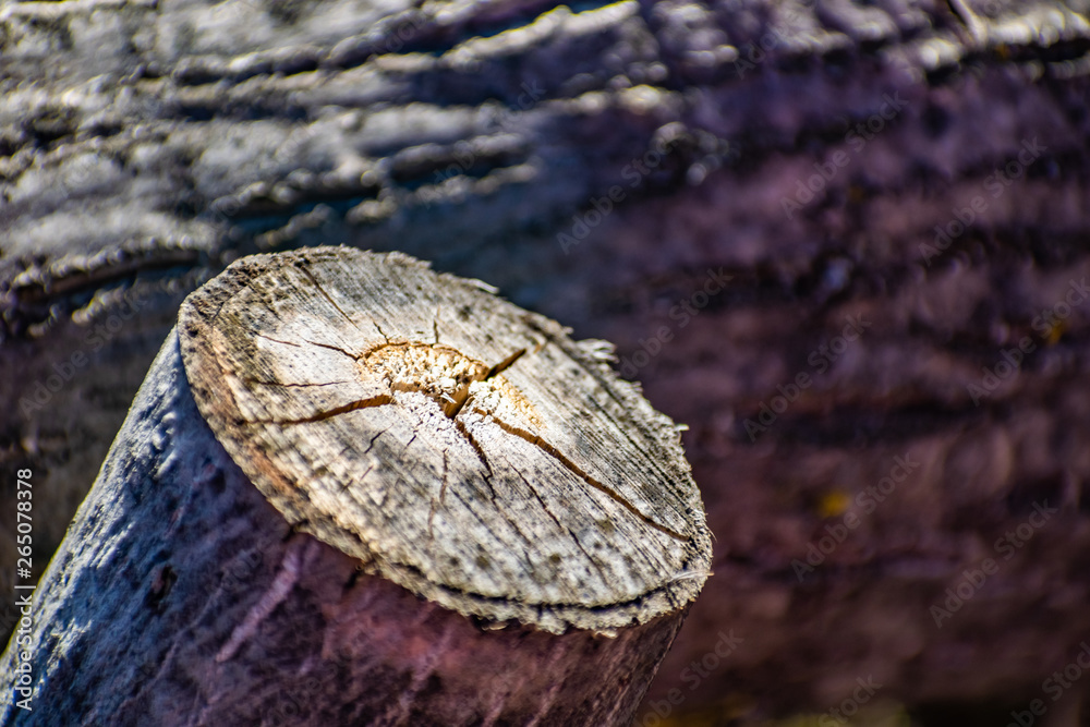 Saw cut wood, old wood rot on the nature of the timber unfit, a walk in ...