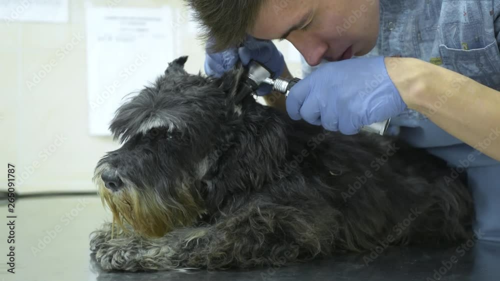 A young professional vet guy checks the dog's ears with an otoscope ...