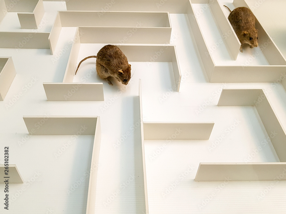Two rats are in different parts of the white maze. Stock Photo | Adobe ...