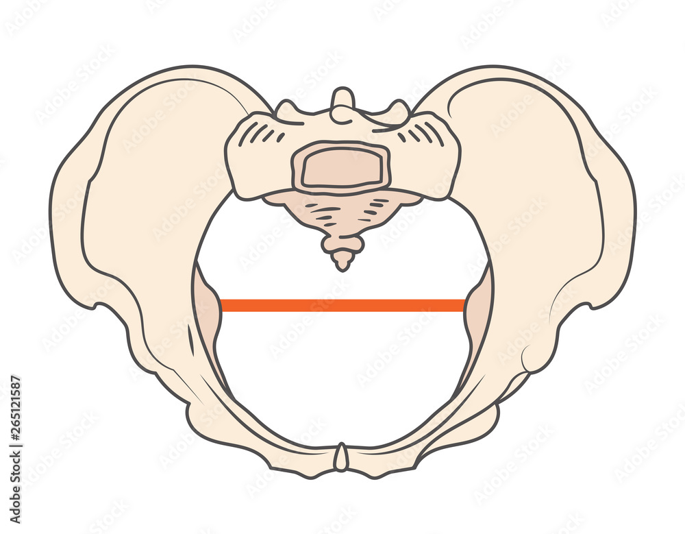 Poster Gynecoid Pelvis Shape with Round / Circular shape – Wall Art ...