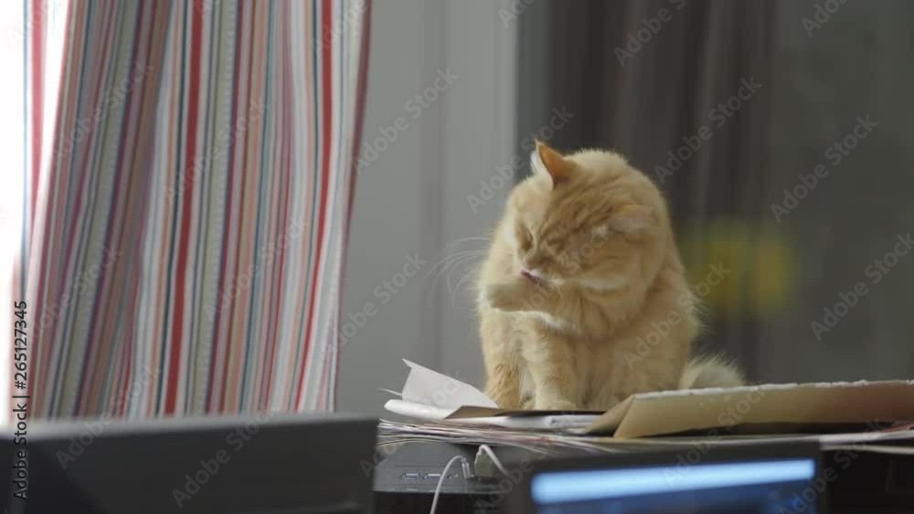 Cute ginger cat licking on computer system unit. Fluffy pet at home ...