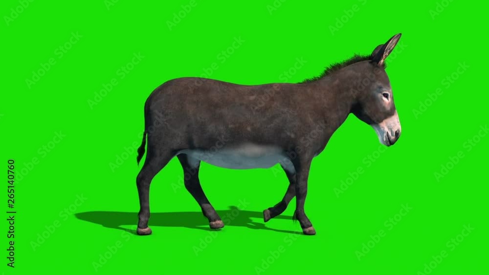 Donkey Animal Walkcycle Green Screen Side Loop 3D Rendering Animation ...