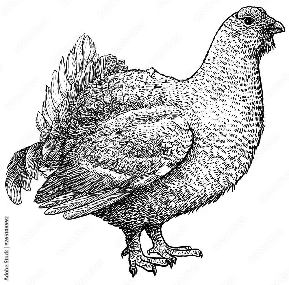 Black grouse illustration, drawing, engraving, ink, line art, vector ...