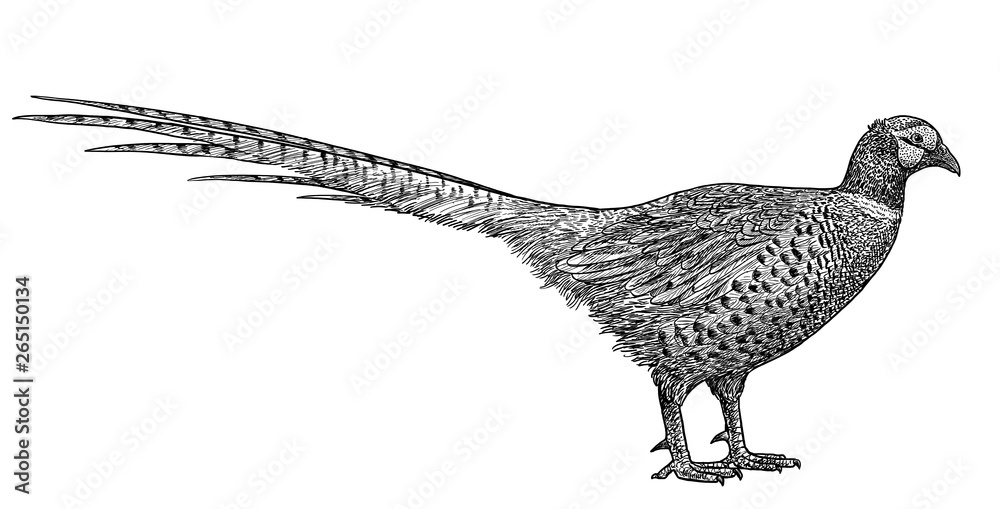 Pheasant illustration, drawing, engraving, ink, line art, vector Stock ...
