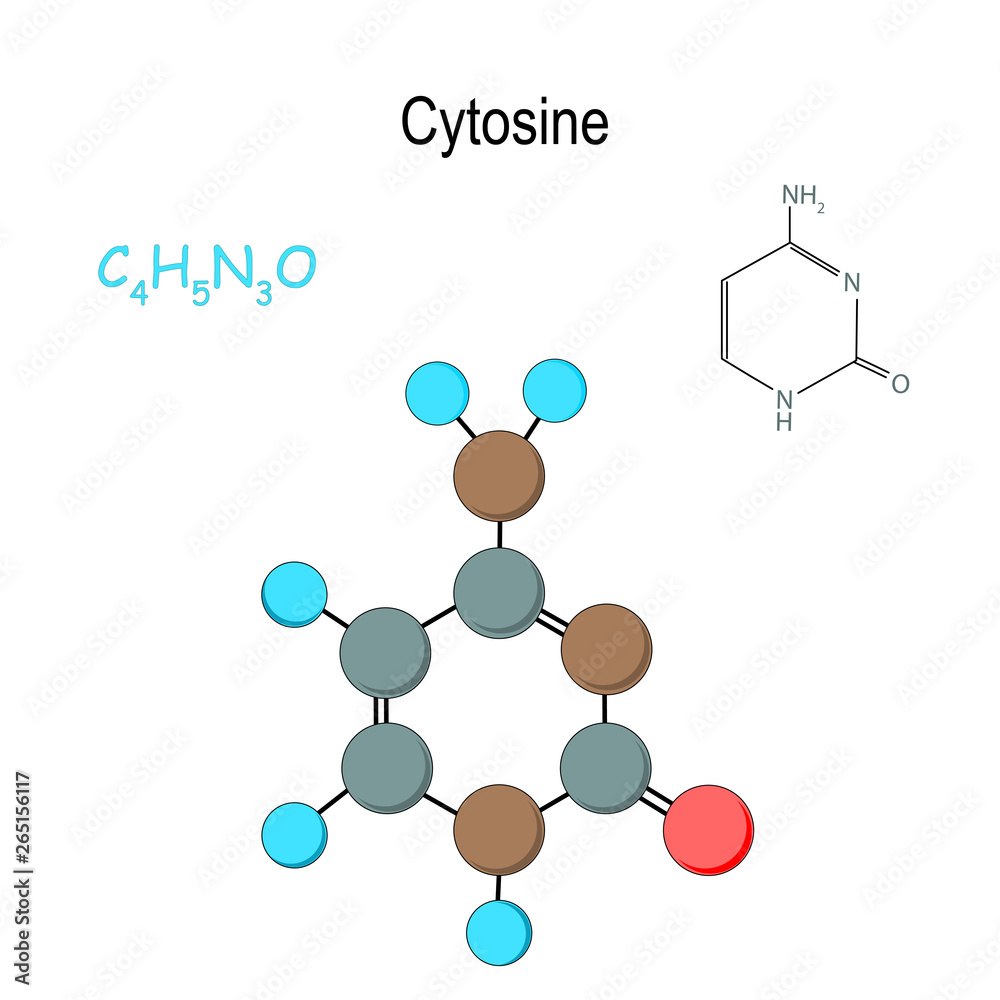 cytosine. Chemical structural formula and model of molecule. C4H5N3O ...