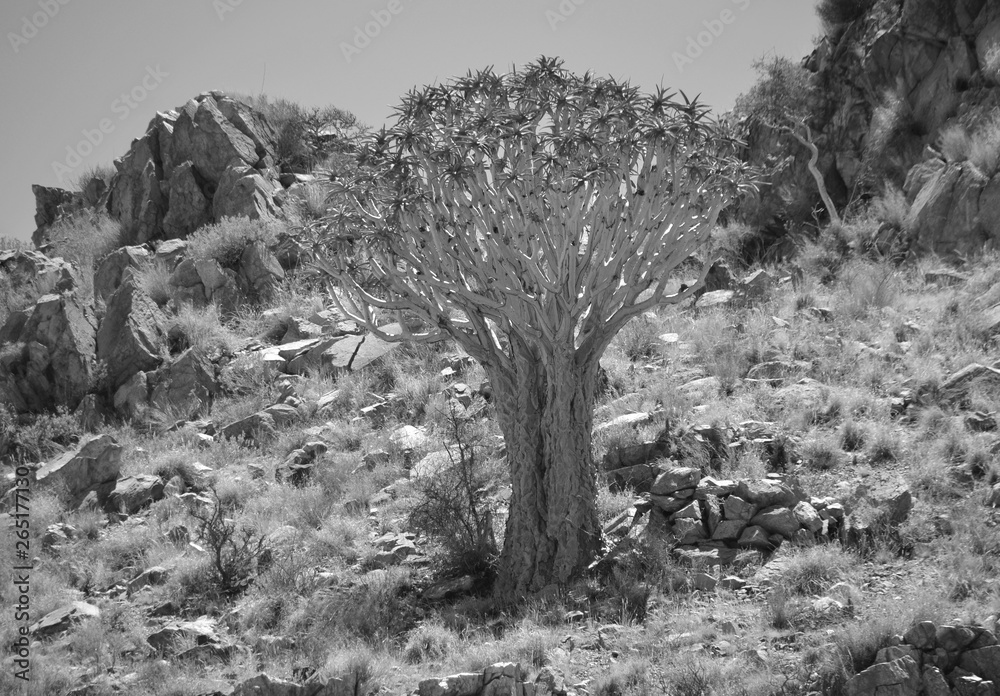 Aloidendron dichotomum, formerly Aloe dichotoma, the quiver tree or ...