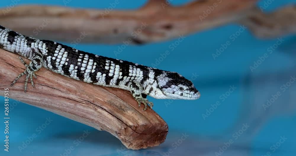 A black and white Mexican Alligator Lizard that is crawling on top of a ...