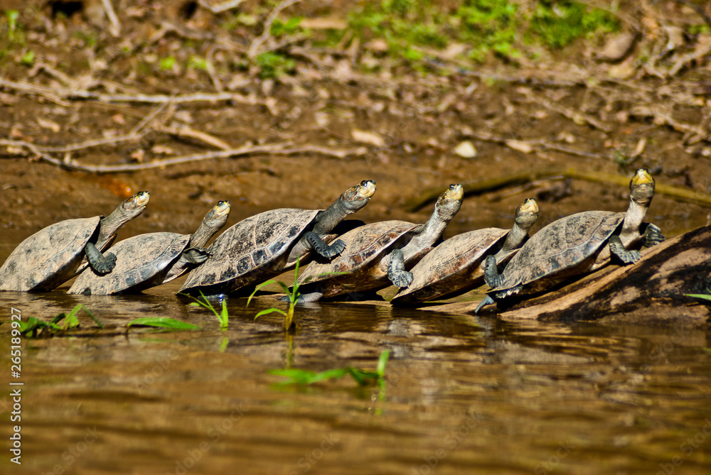 Rivers turtles, wildlife Stock Photo | Adobe Stock