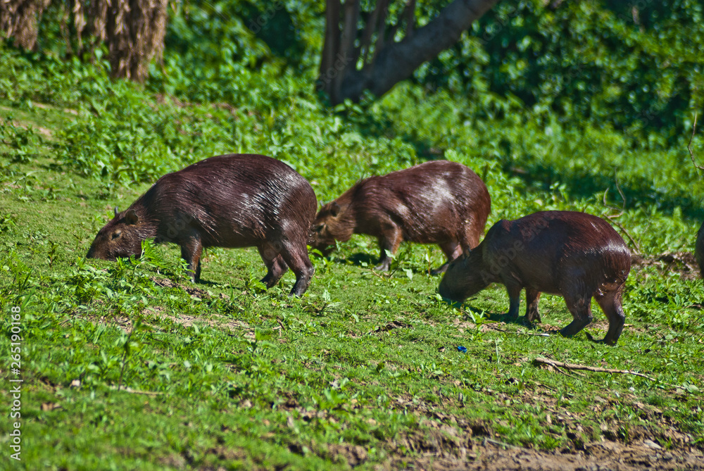 Ronsoco o Capybara family at natural reserb in Bolivia Stock Photo ...