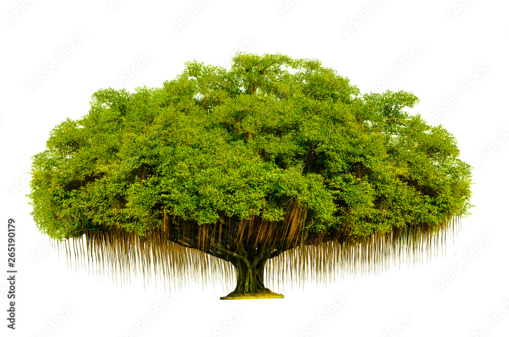 isolate banyan Large tree with green leaves on white background ...