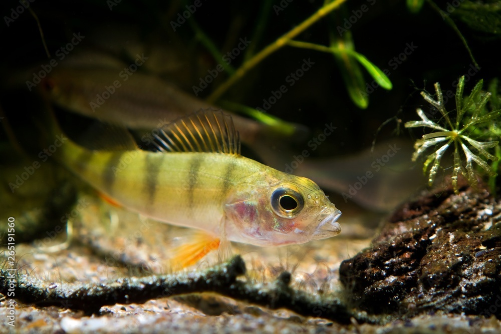 European perch swim in nature coldwater river biotope aquarium ...