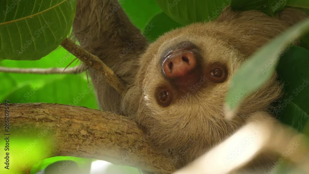 Three-toed sloth sleeping on a branch in the rainforest. Sloths are ...
