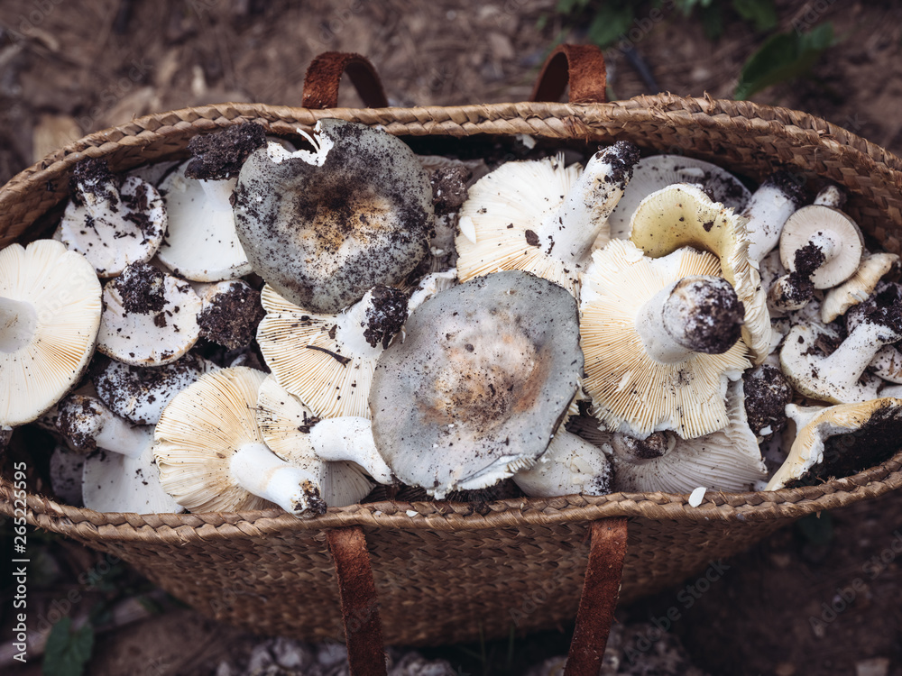 Plastic bucket full of fresh raw mushrooms placed near grungy wall ...
