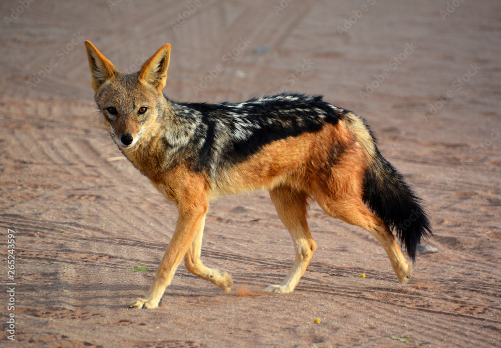 The black-backed jackal (Canis mesomelas) is a canid native to two ...