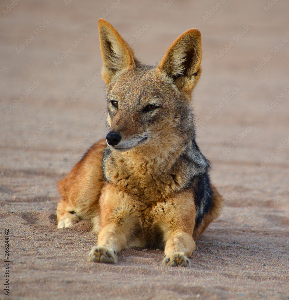 The black-backed jackal (Canis mesomelas) is a canid native to two ...