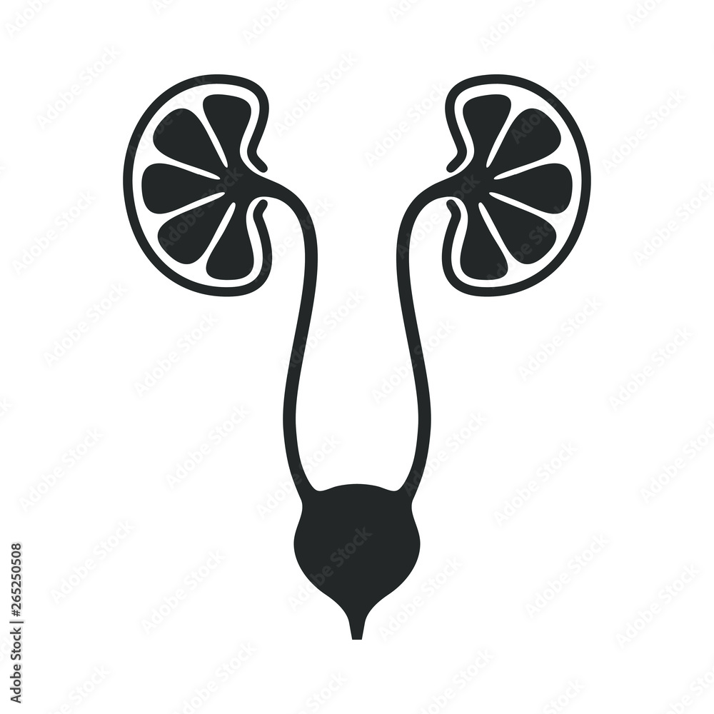 Urinary system graphic icon. Human organs: kidneys, ureters and bladder ...