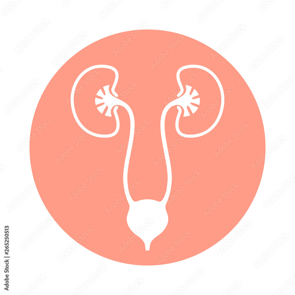 Urinary system graphic icon. Human organs: kidneys, ureters and bladder sign. Urological symbol ...