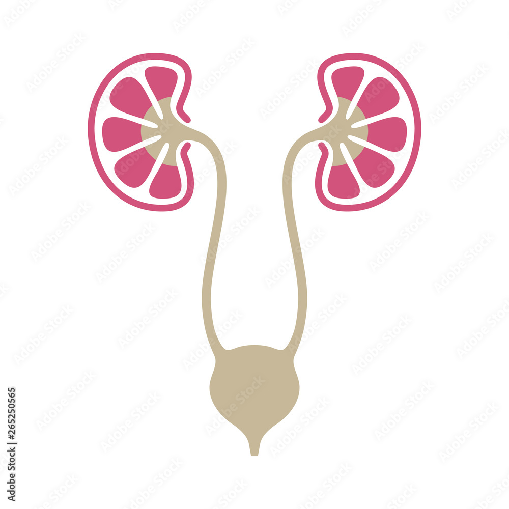Sign urinary system. Icon human organs: kidneys, ureters and bladder ...