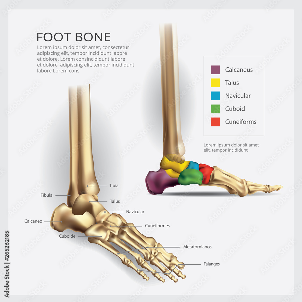 Foot Bone Anatomy Vector Illustration Stock Vector | Adobe Stock