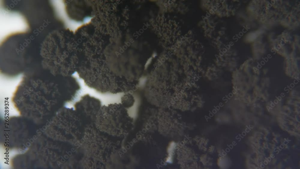 Mold under the microscope. GMO. DNA. Black Mold taken from rotten bread ...