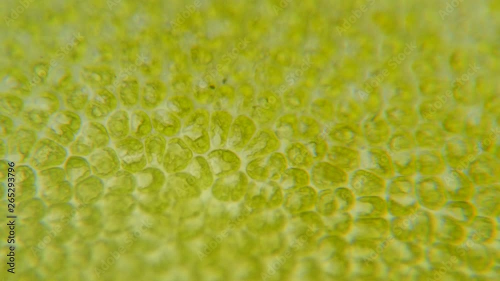 Chloroplast under a microscope. Chloroplasts in plant cells. Cell ...