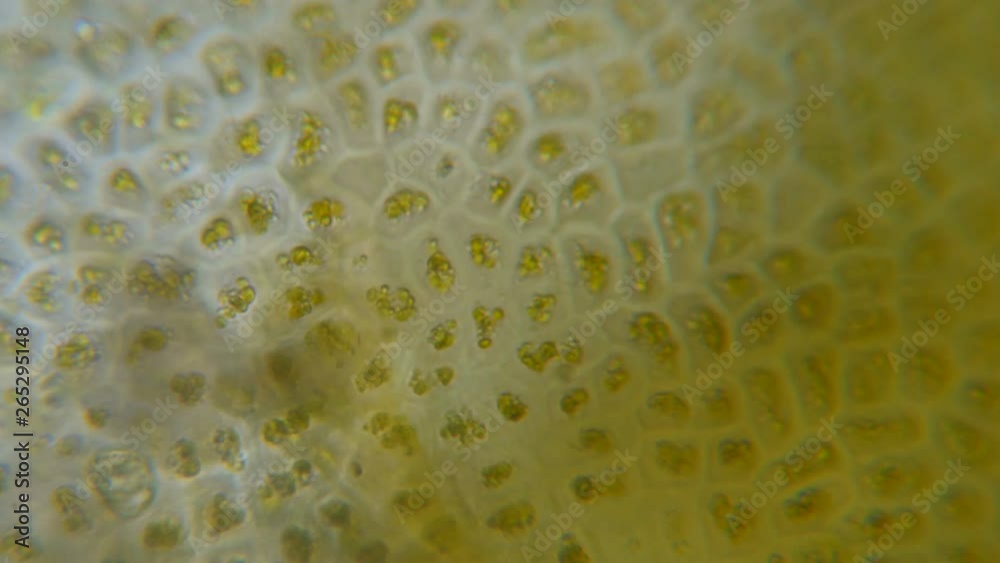 Chloroplast under a microscope. Chloroplasts in plant cells. Cell ...