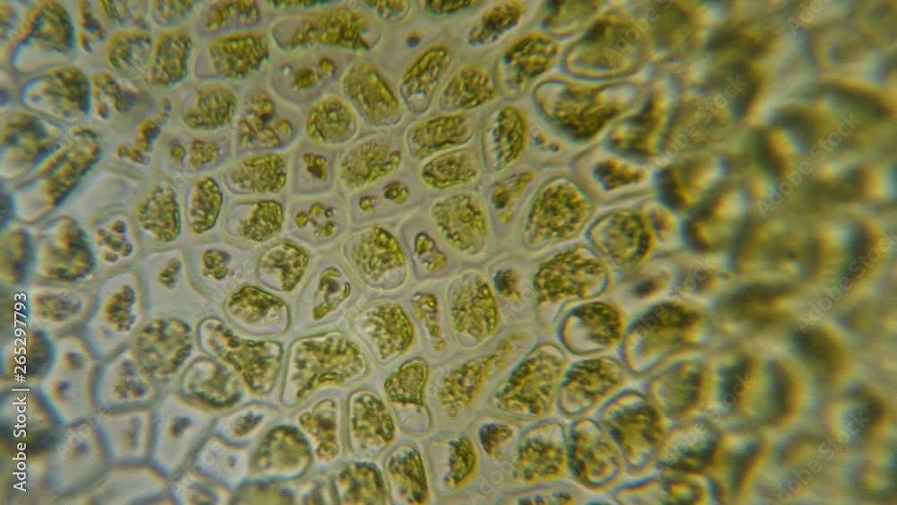 Chloroplasts Microscope