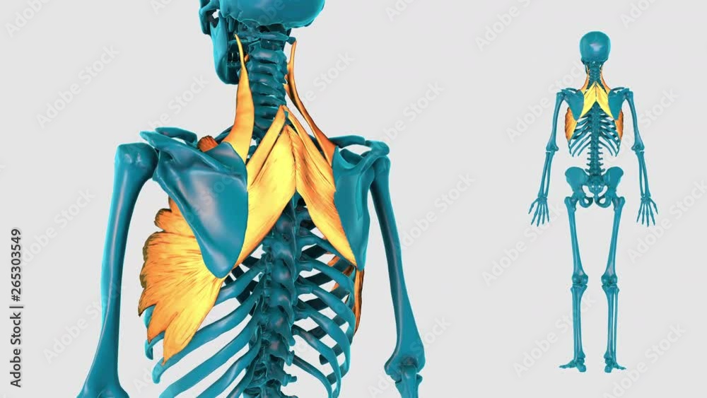 Deep extrinsic muscle of shoulder-on a white background-3D HUMAN MUSCLE ...