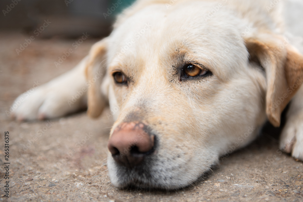 Tired Dog