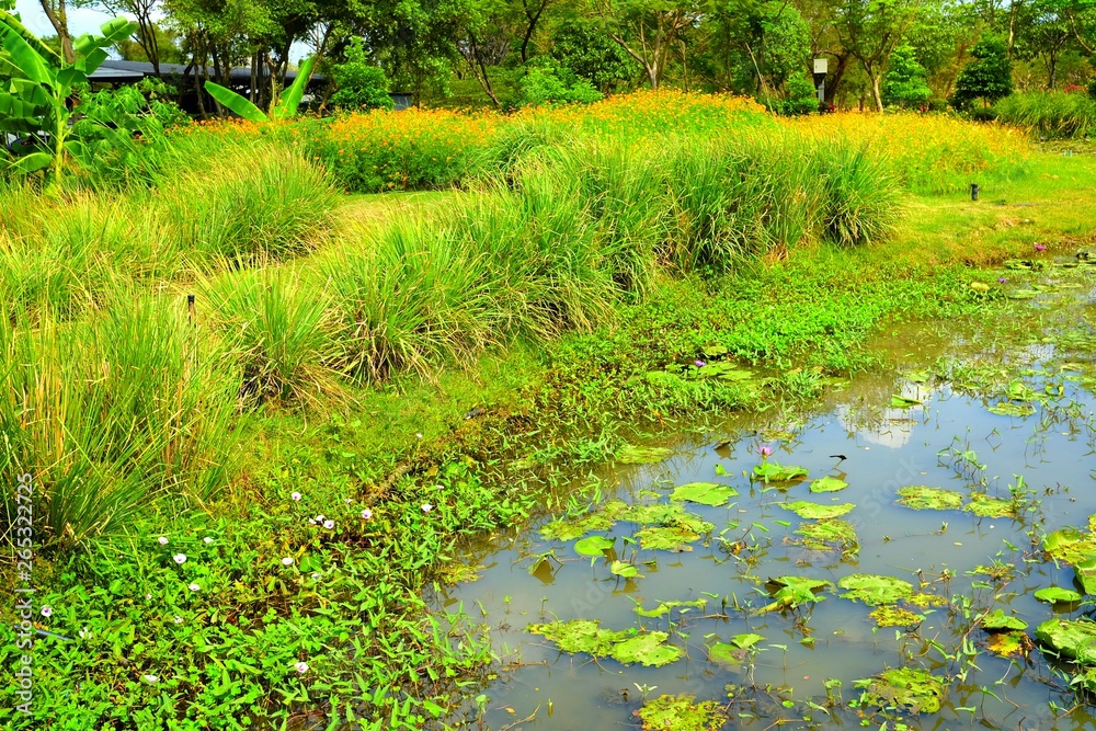 Vetiver Grass is planted for Protecting Soil Erosion at the pond. Stock ...