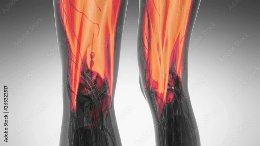 human muscle anatomy Stock Video | Adobe Stock