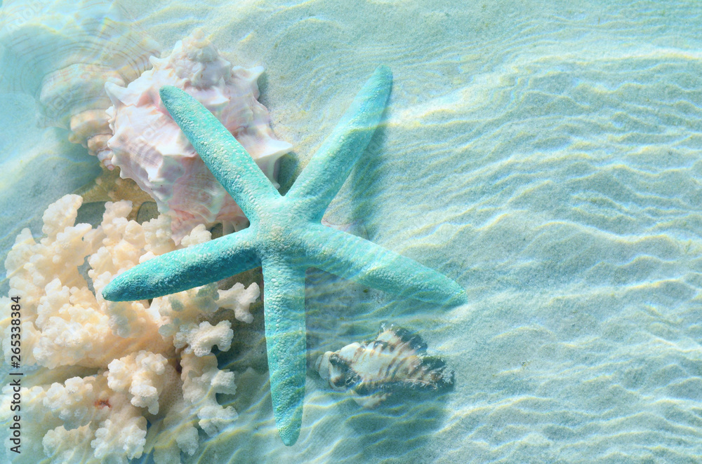 Seashell and starfish on the summer beach in sea water. Summer ...