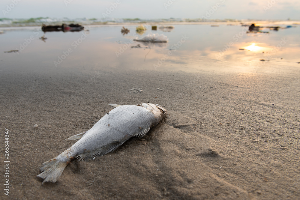 Death fish and plastic pollution environment. Stock Photo | Adobe Stock