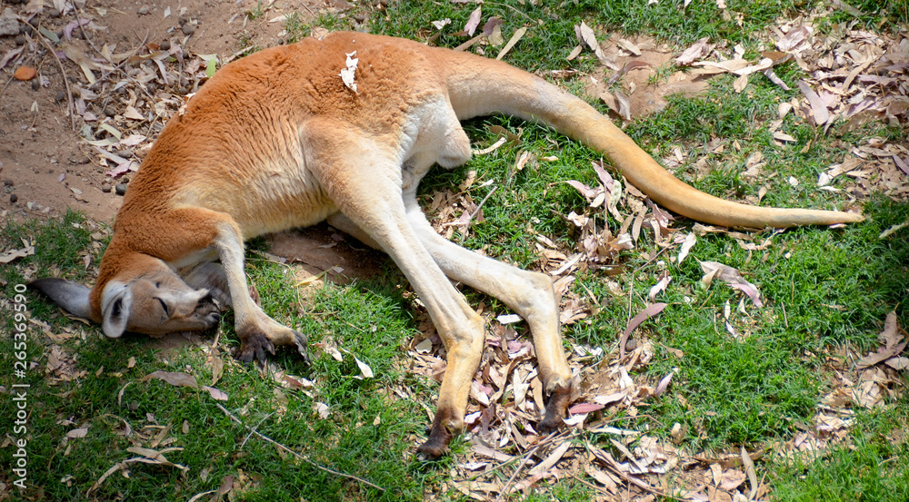 Red Kangaroo Feet