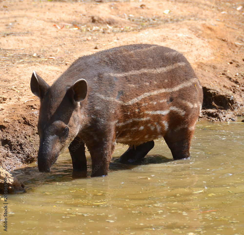 The South American tapir, Brazilian tapi, lowland tapir or anta, is one ...