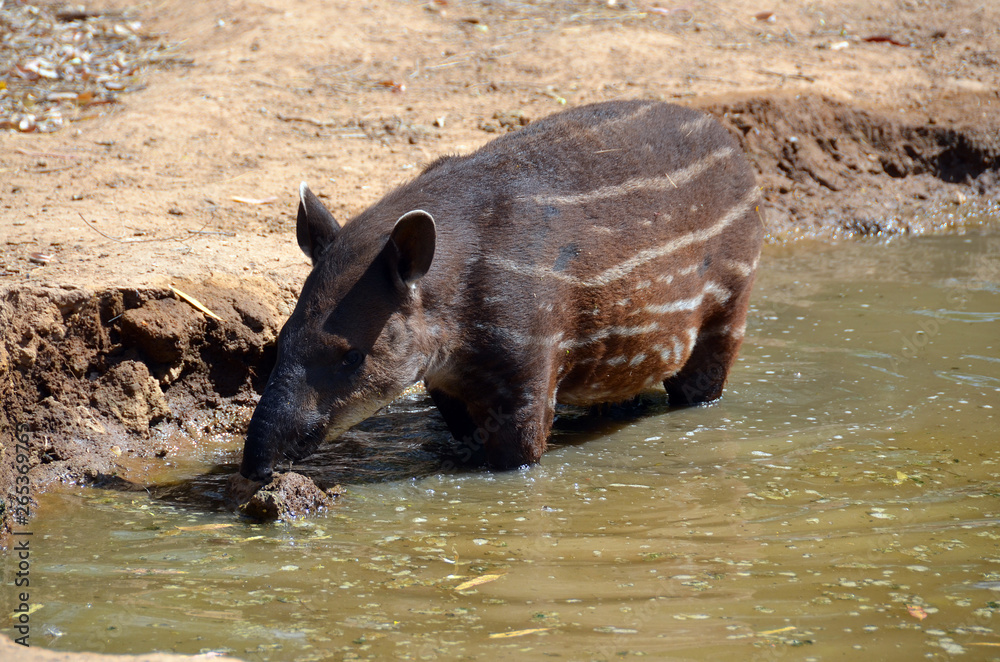 The South American tapir, Brazilian tapi, lowland tapir or anta, is one ...